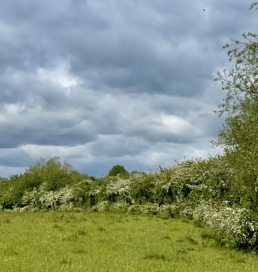 National Hedgerow Week 2026: The Craft of Hedgelaying with Nigel Adams ...